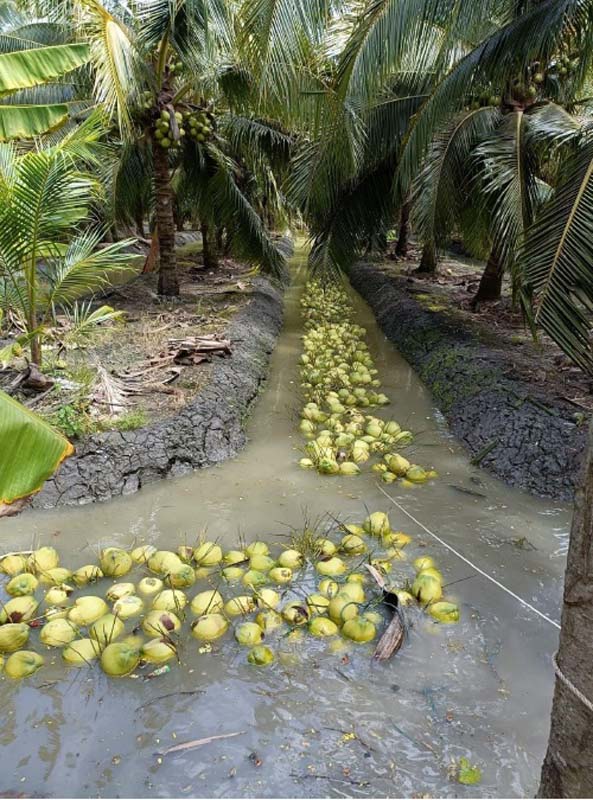 MRP Intertrade : Thai Coconut - Freshness Perfected, Quality Delivered ...