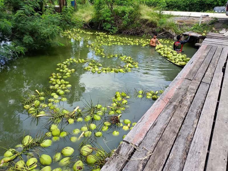 MRP Intertrade : Thai Coconut - Freshness Perfected, Quality Delivered ...