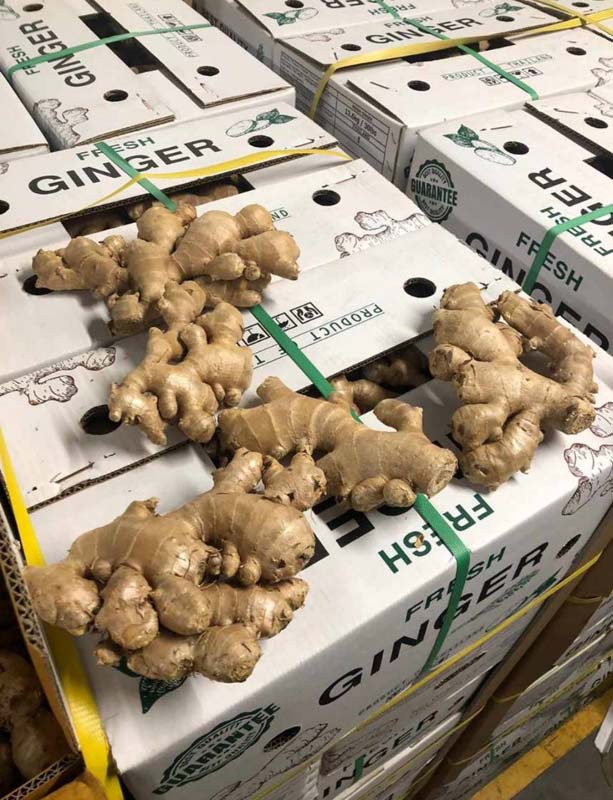 MRP Intertrade : Thai Coconut - Freshness Perfected, Quality Delivered ...