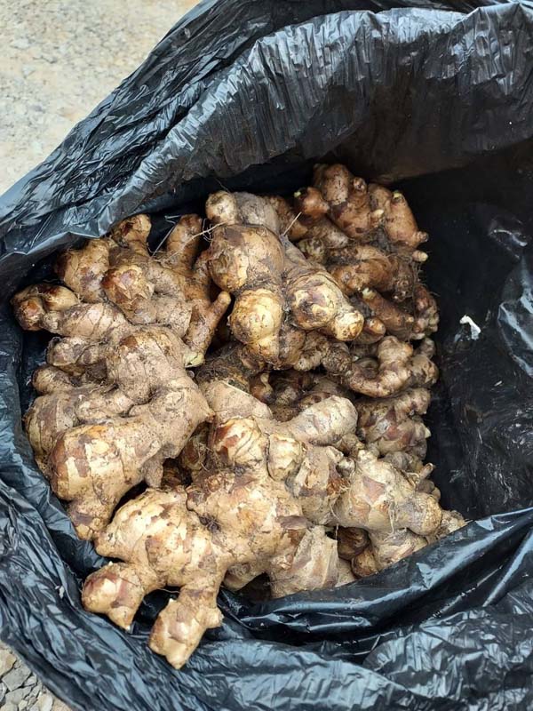 MRP Intertrade : Thai Coconut - Freshness Perfected, Quality Delivered ...