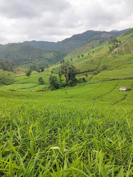 MRP Intertrade : Thai Coconut - Freshness Perfected, Quality Delivered ...