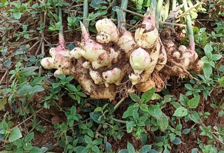 MRP Intertrade : Thai Coconut - Freshness Perfected, Quality Delivered ...