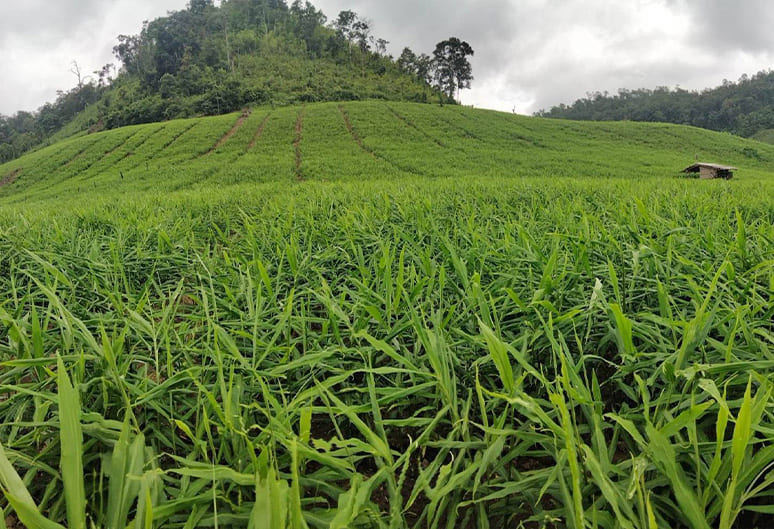 MRP Intertrade : Thai Coconut - Freshness Perfected, Quality Delivered ...