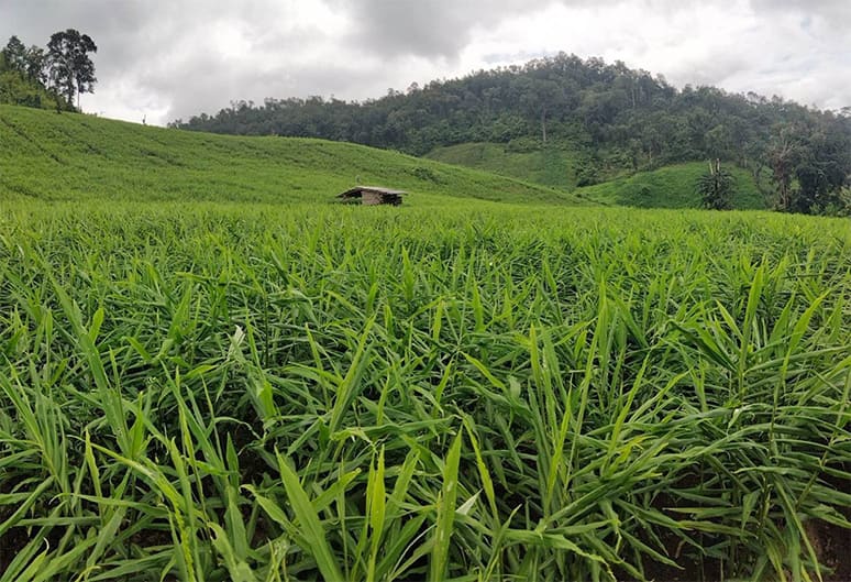 MRP Intertrade : Thai Coconut - Freshness Perfected, Quality Delivered ...