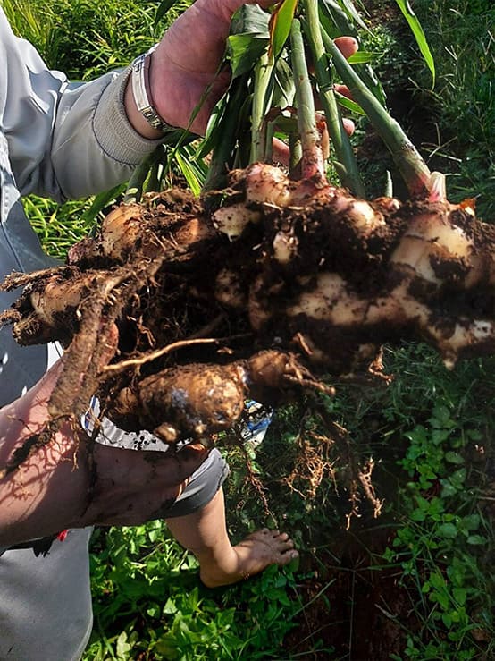 MRP Intertrade : Thai Coconut - Freshness Perfected, Quality Delivered ...