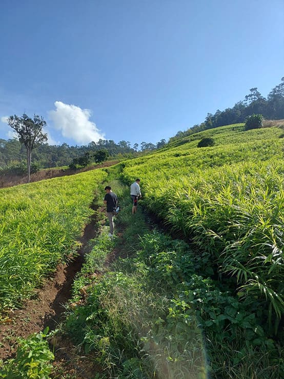 MRP Intertrade : Thai Coconut - Freshness Perfected, Quality Delivered ...