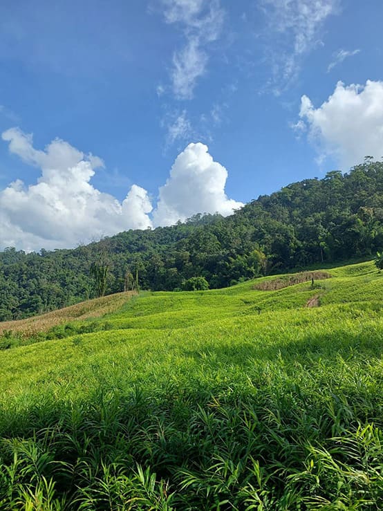 MRP Intertrade : Thai Coconut - Freshness Perfected, Quality Delivered ...