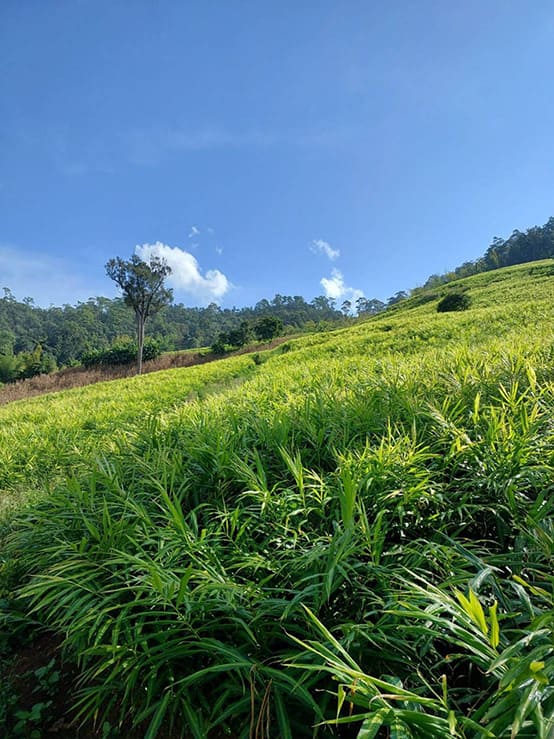 MRP Intertrade : Thai Coconut - Freshness Perfected, Quality Delivered ...