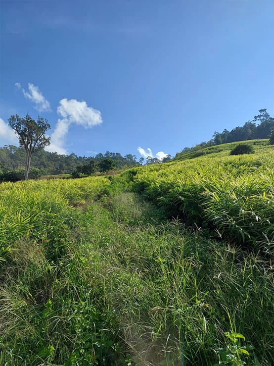 MRP Intertrade : Thai Coconut - Freshness Perfected, Quality Delivered ...