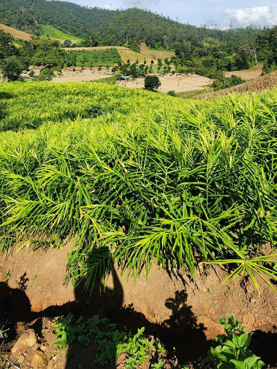 MRP Intertrade : Thai Coconut - Freshness Perfected, Quality Delivered ...