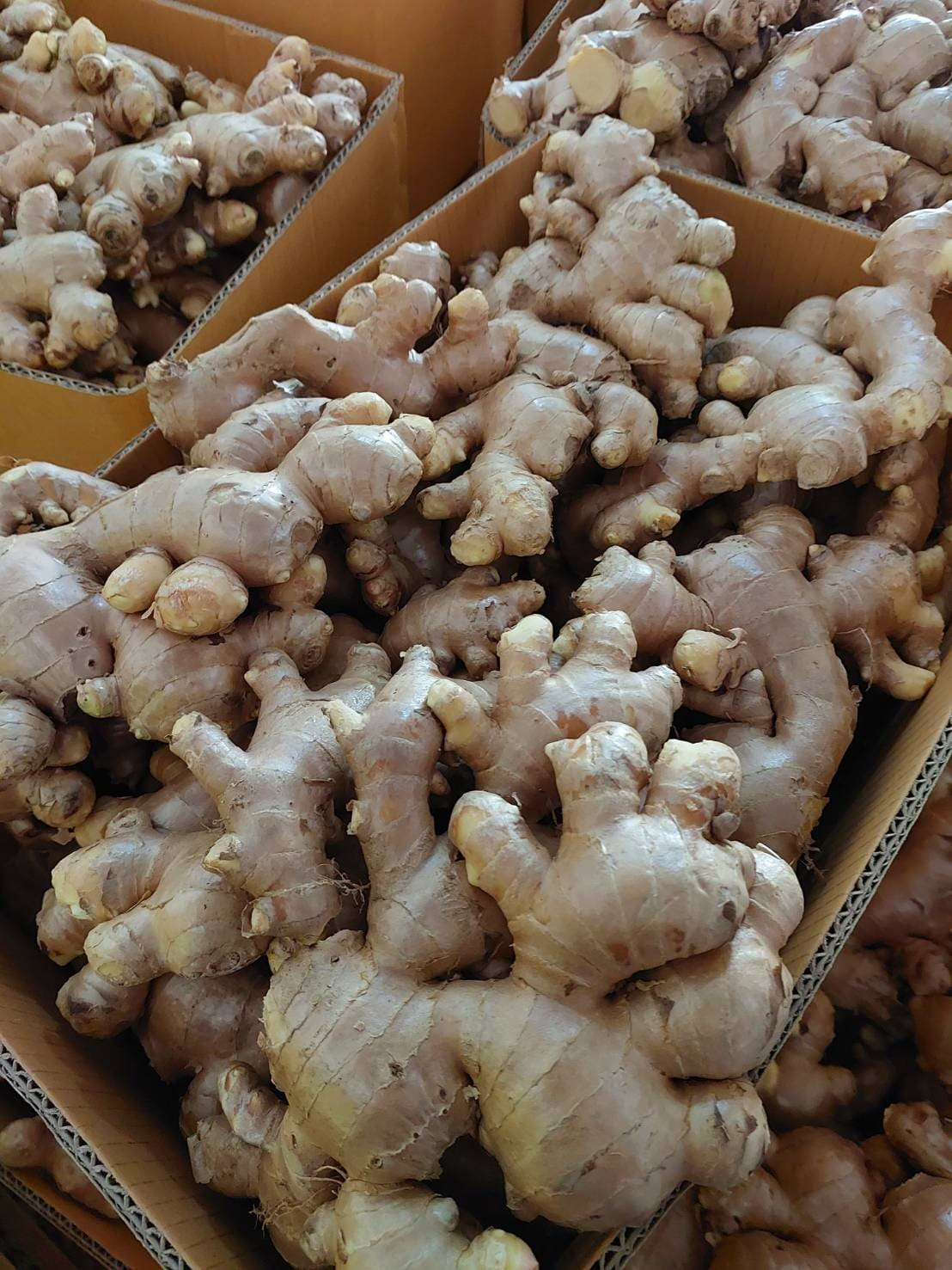 MRP Intertrade : Thai Coconut - Freshness Perfected, Quality Delivered ...