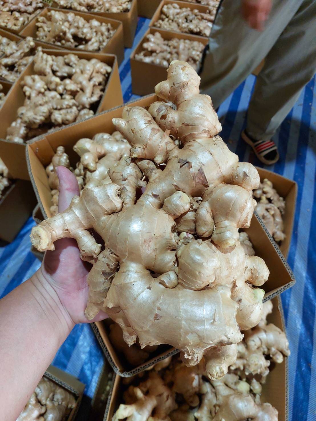 MRP Intertrade : Thai Coconut - Freshness Perfected, Quality Delivered ...